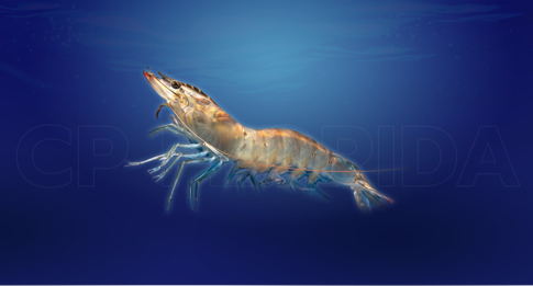 Home - CP FLORIDA USA